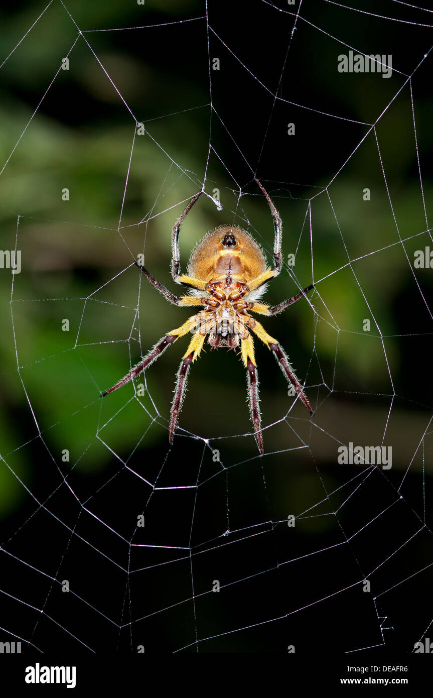 Araneidae Arachnid Spiders Rainforest High Resolution Stock Photography ...