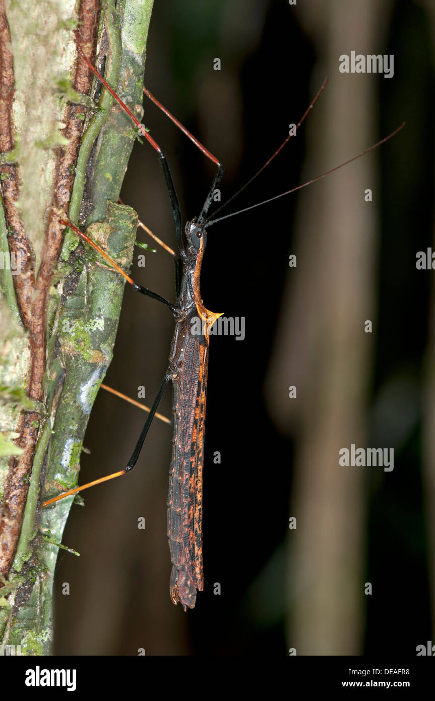 Stick insect (Phasmida), Tandayapa region, Andean cloud forest, Ecuador ...