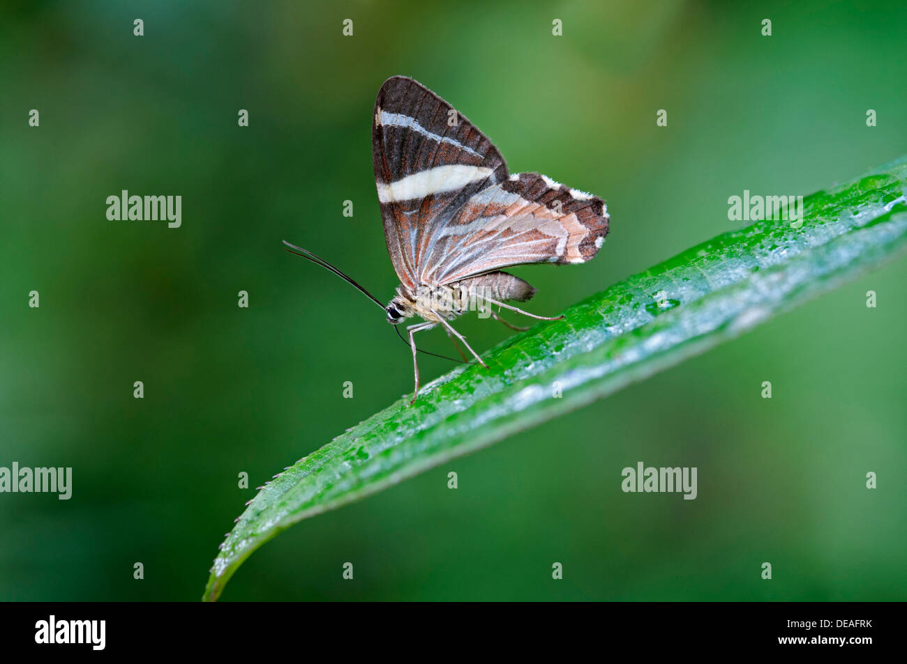 Erateina moth (Erateina sp.), Tandayapa region, Andean cloud forest ...