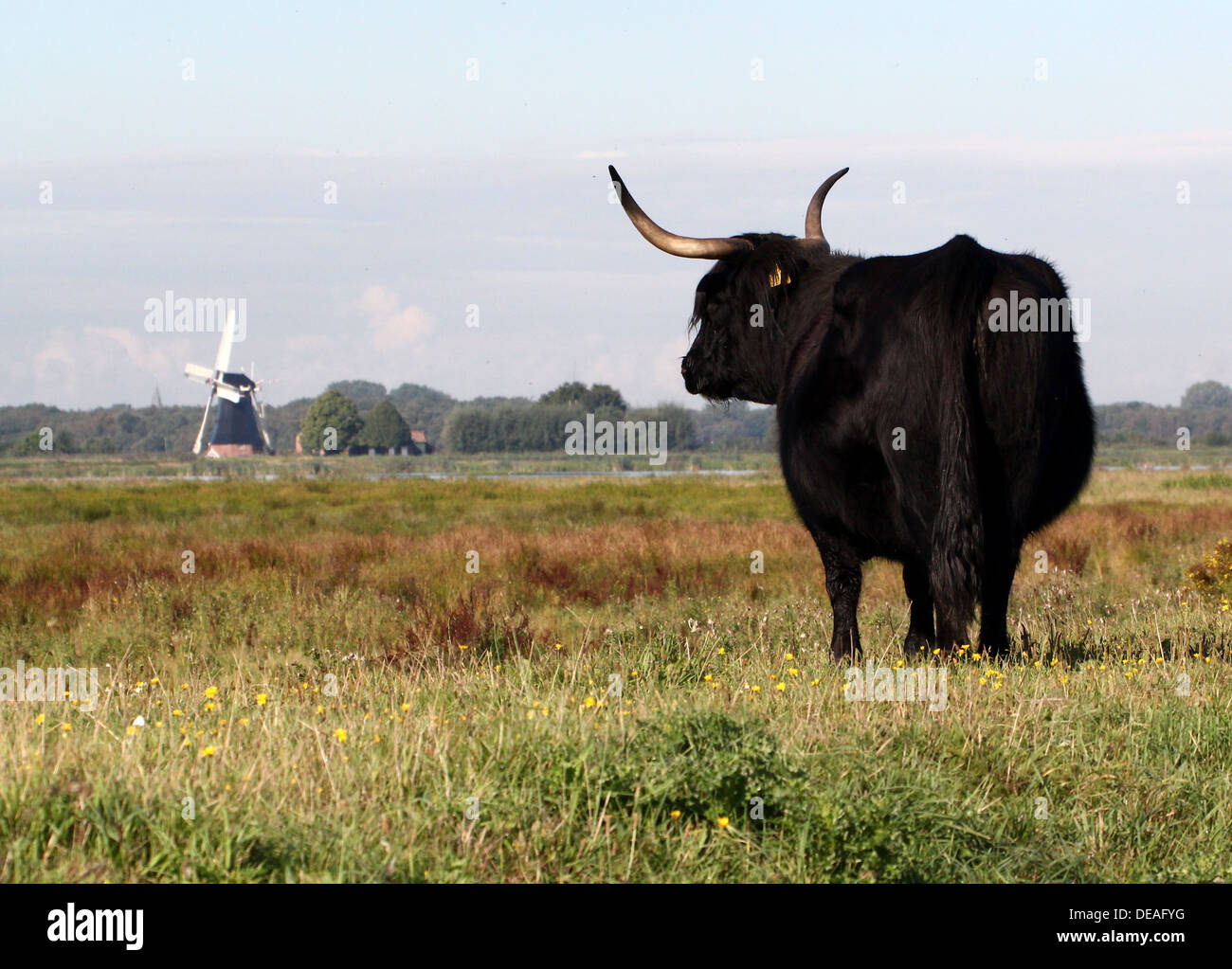 Highland cows, calves and bulls in various poses in grassy meadow with ...