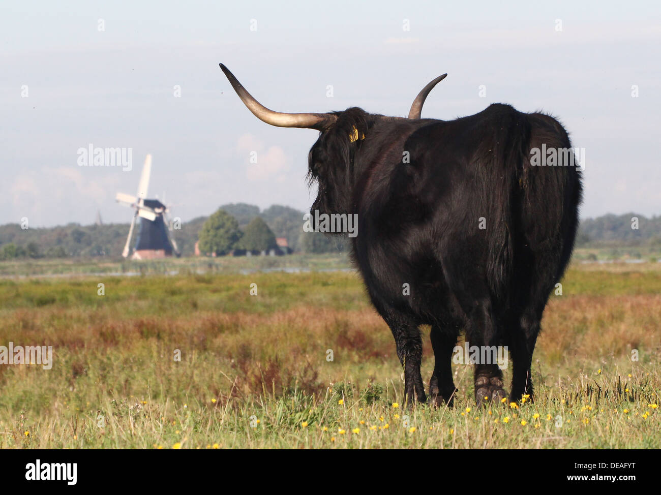 Highland cows, calves and bulls in various poses in grassy meadow with ...
