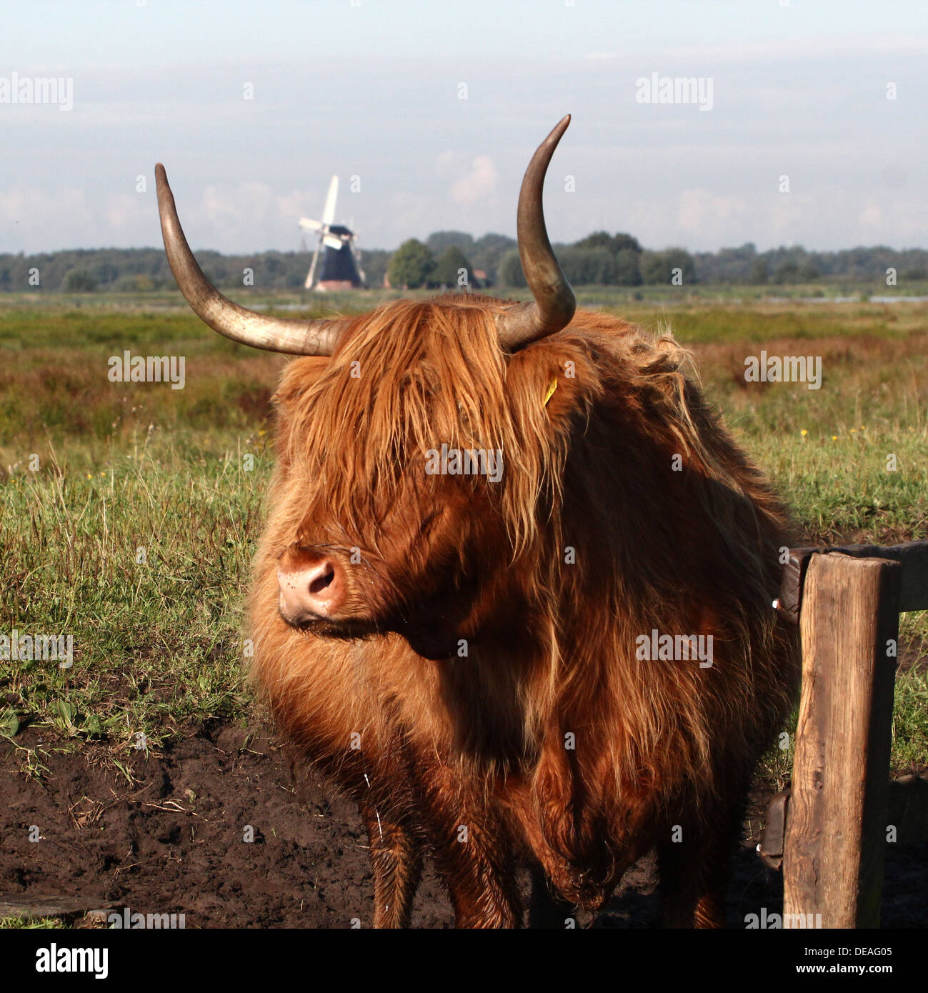 Highland cows, calves and bulls in various poses in grassy meadow with ...