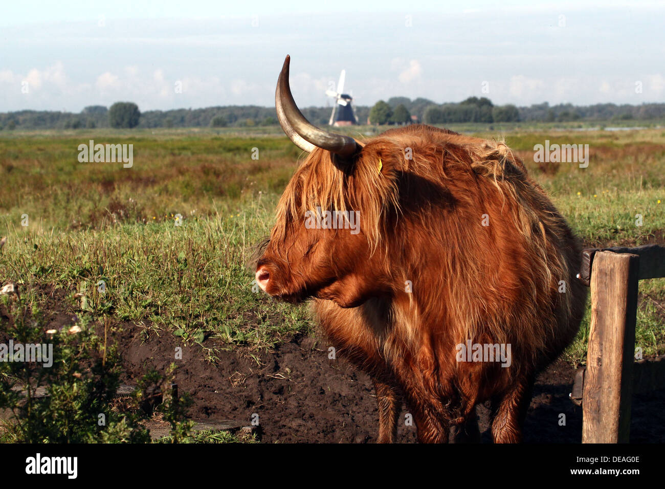 Highland cows, calves and bulls in various poses in grassy meadow with ...