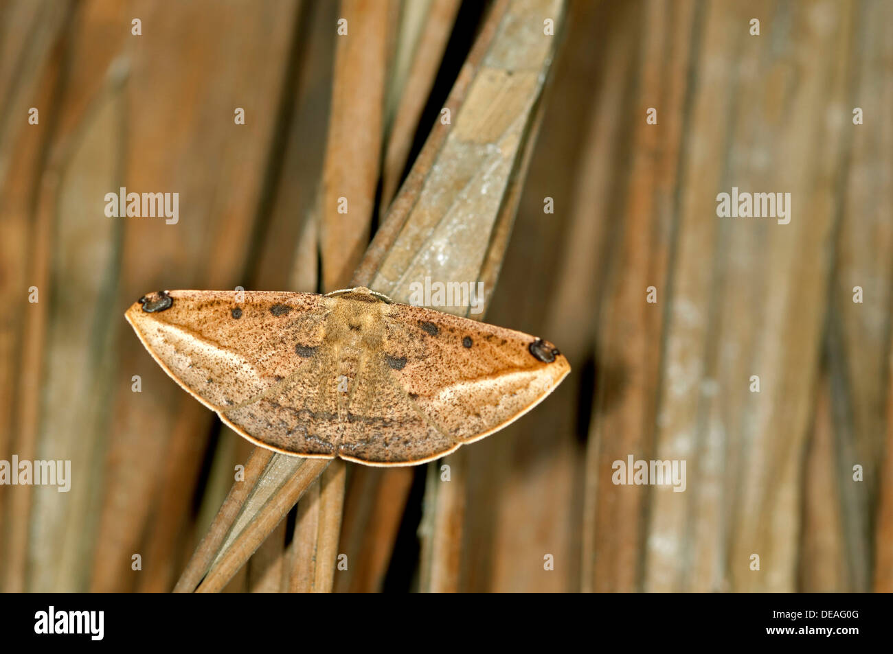 Moth lepidoptera ecuador hi-res stock photography and images - Alamy