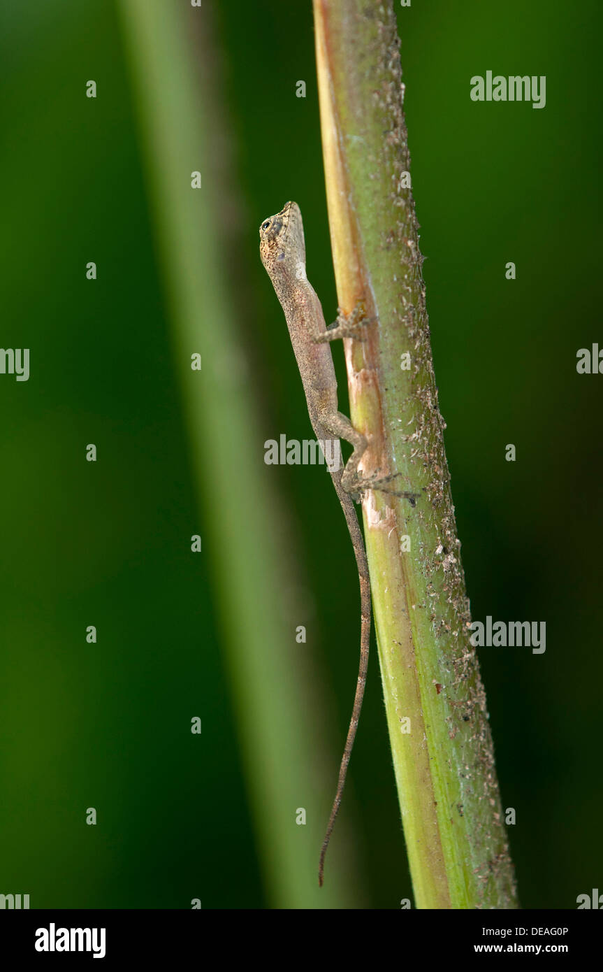 Baby Lizard, one inch, Tiputini rain forest, Yasuni National Park ...
