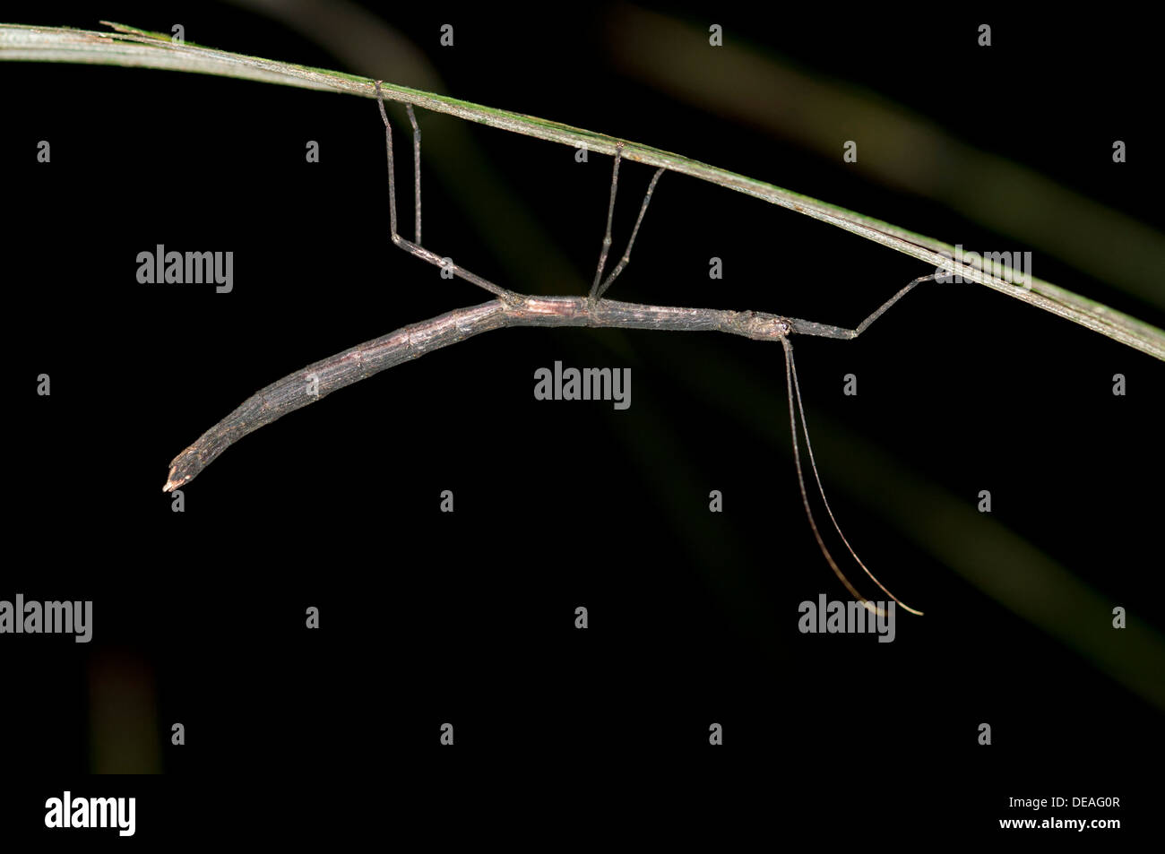 Stick insect (Phasmida), Tandayapa region, Andean cloud forest, Ecuador ...