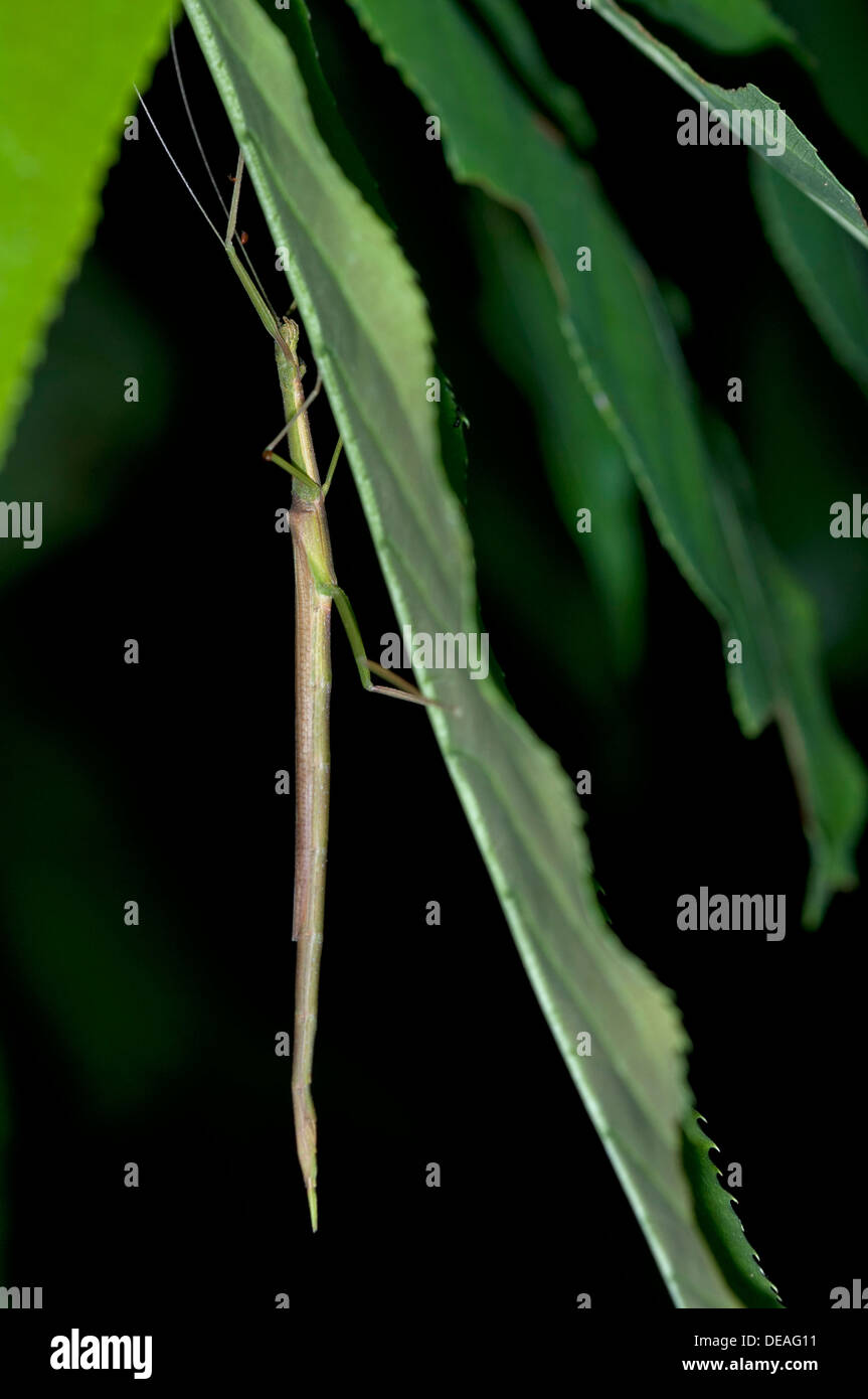Stick insect (Phasmida), Tandayapa region, Andean cloud forest, Ecuador ...