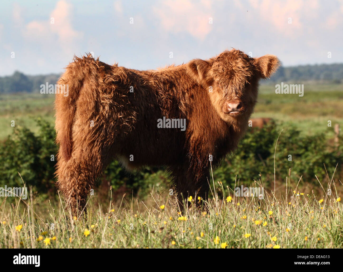 Highland cows, calves and bulls in various poses in grassy meadow (over ...