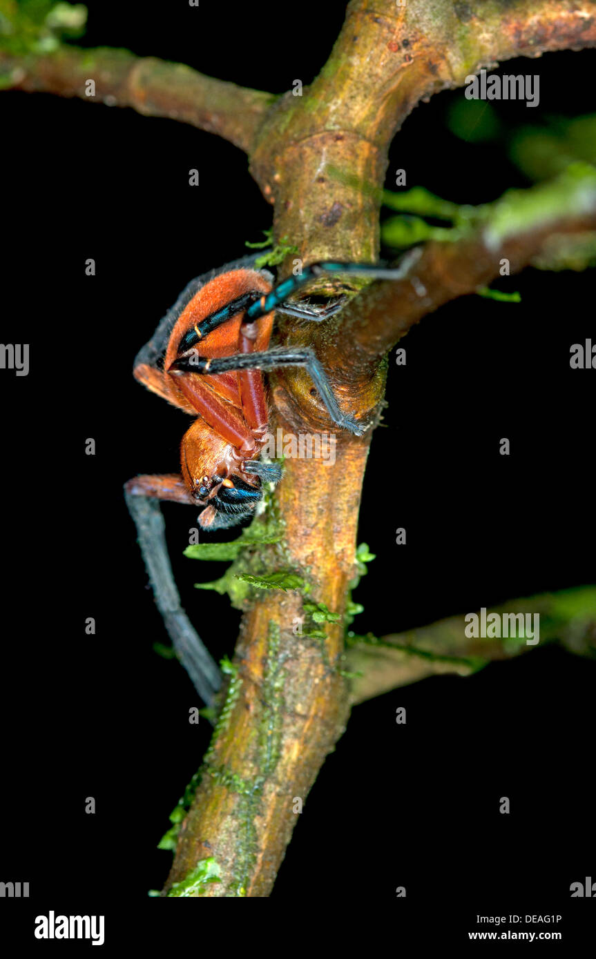 Wolf spider (Lycosidae spec.), aposematism, Tiputini rainforest, Yasuni ...