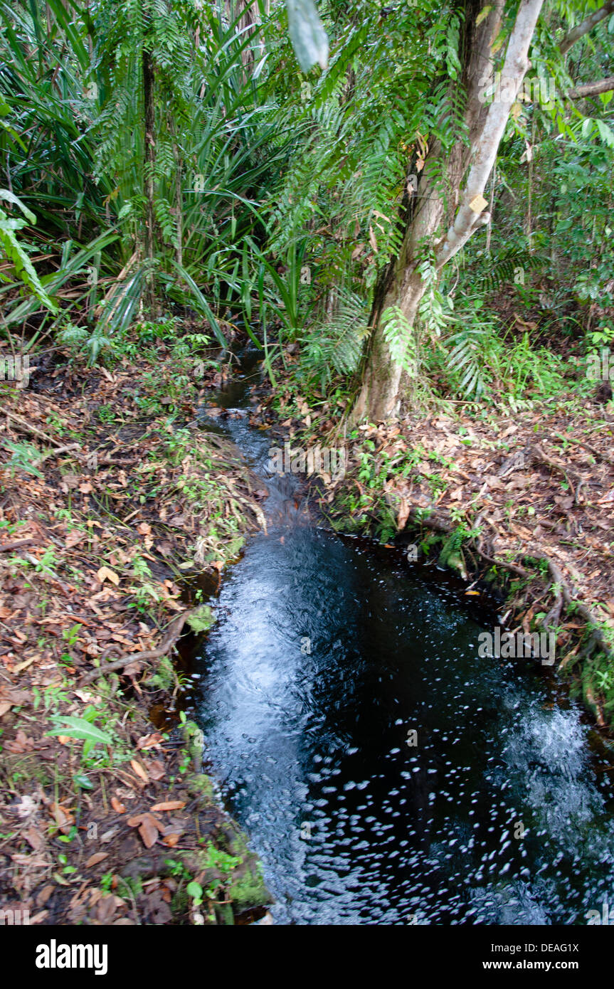 Small canal canal of Kumai River's dark water Stock Photo - Alamy