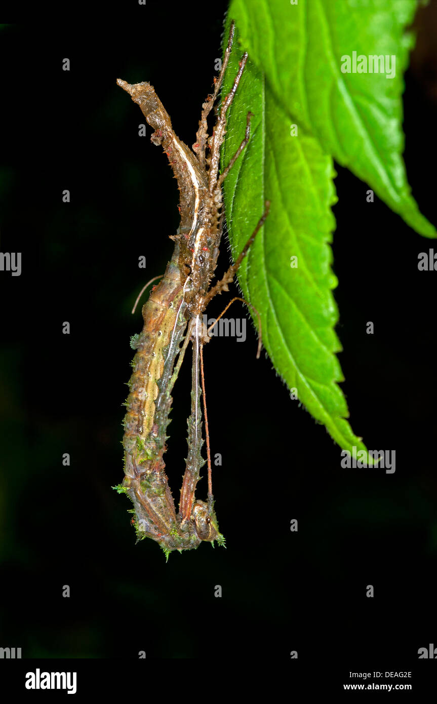 A stick insect (Phasmida) sloughing its skin, Tandayapa region, Andean ...