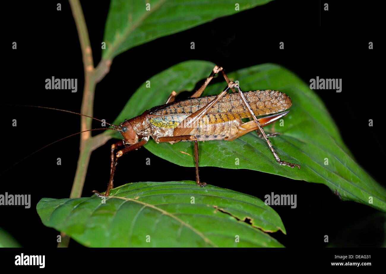 True katydid (Pseudophyllinae), Tiputini rainforest, Yasuni National Park, Ecuador, South ...