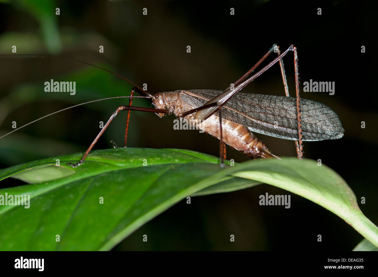 Bush-cricket (Pseudophyllinae spec.), Tiputini rainforest, Yasuni ...