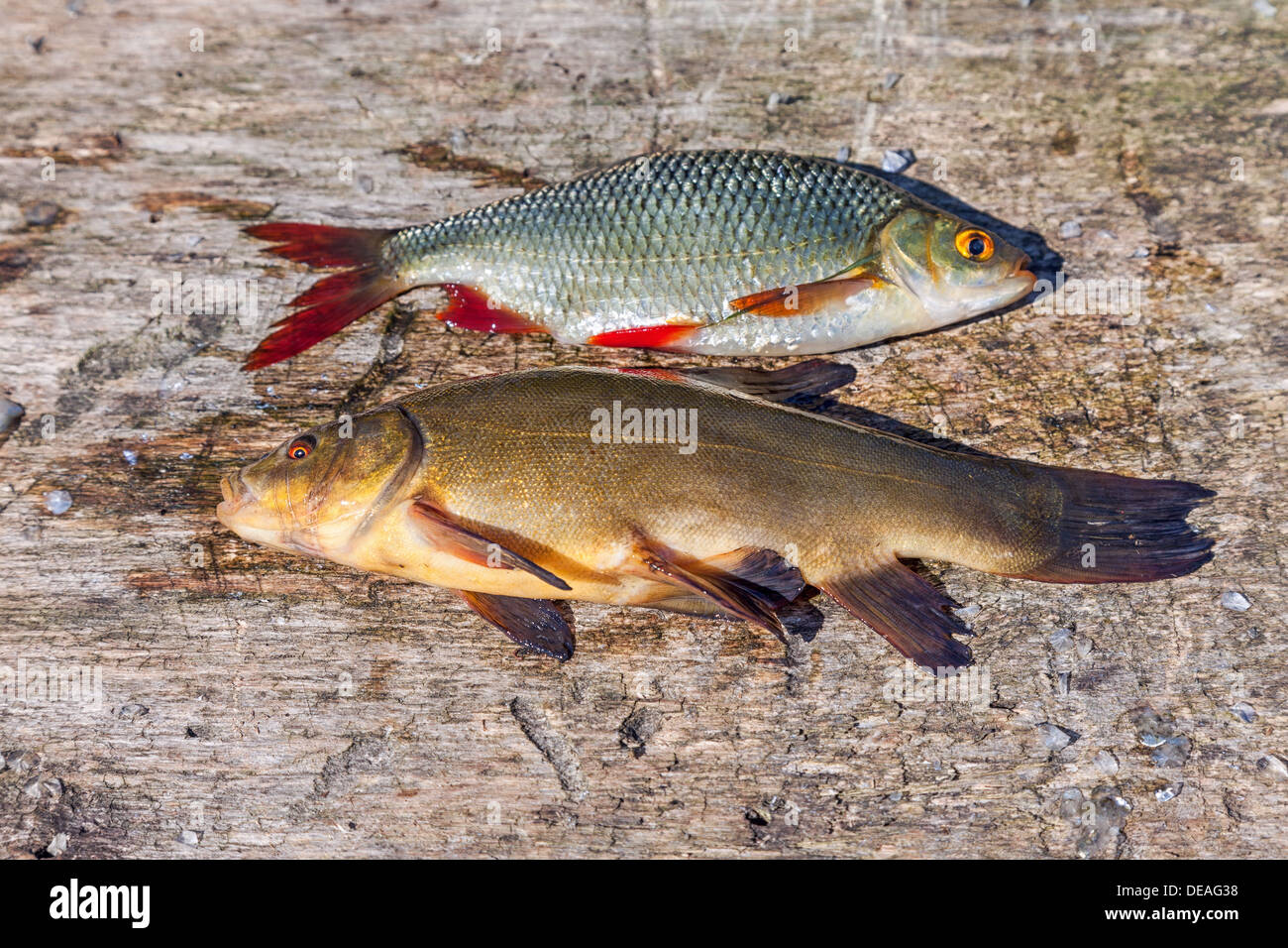 Raw fish tench and carp on wooden background Stock Photo - Alamy