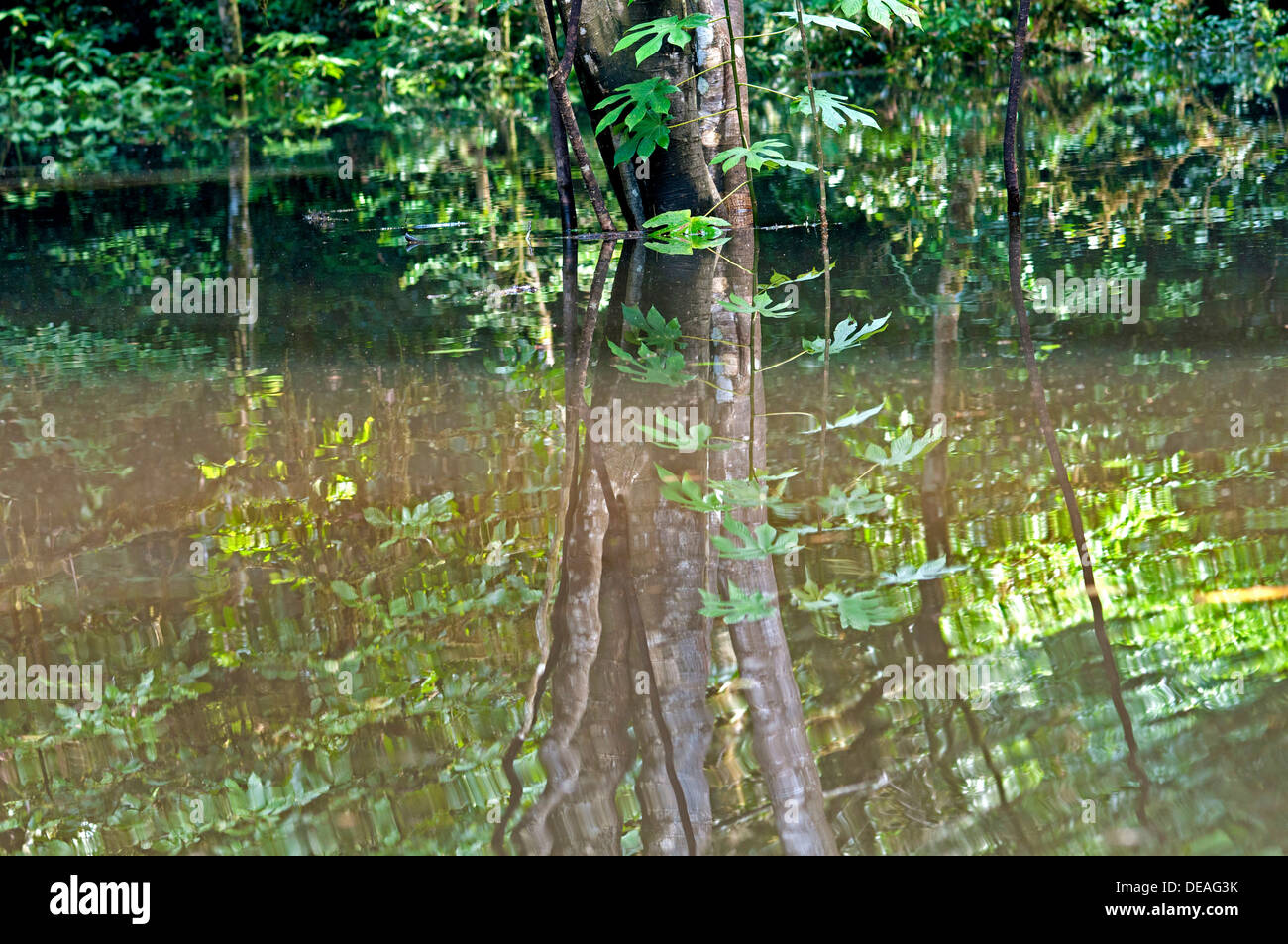 Water reflections in the flooded Tiputini River, Yasuni National Park ...