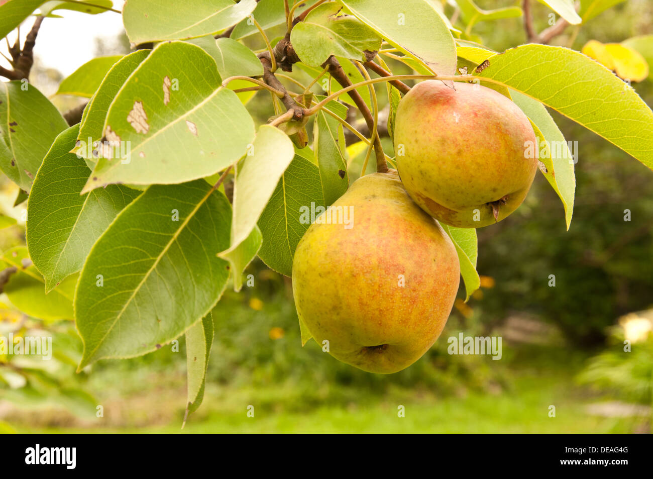 two pears on the tree branch Stock Photo - Alamy
