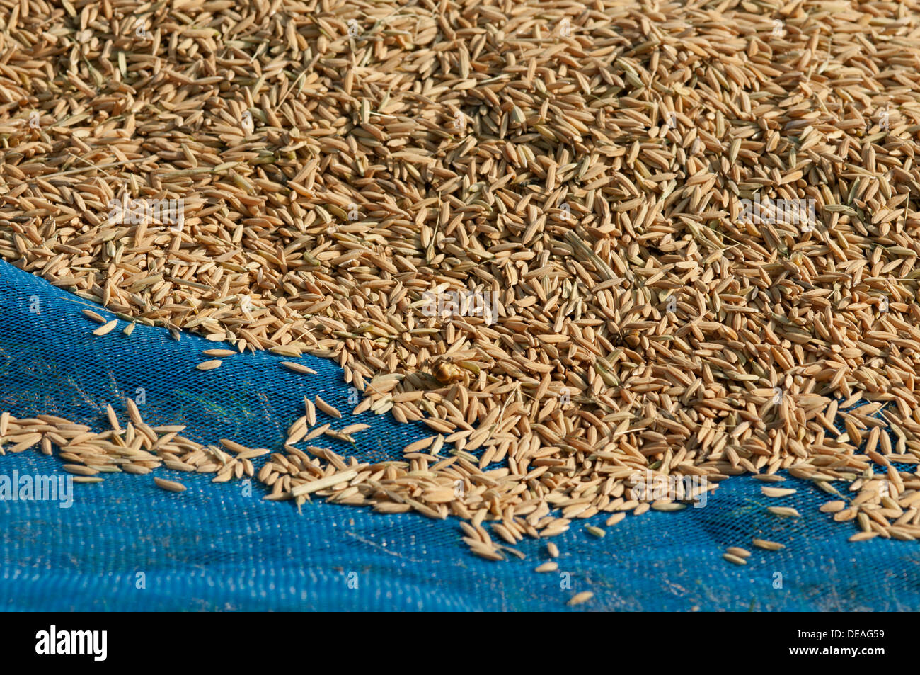 Drying out rice hi-res stock photography and images - Alamy