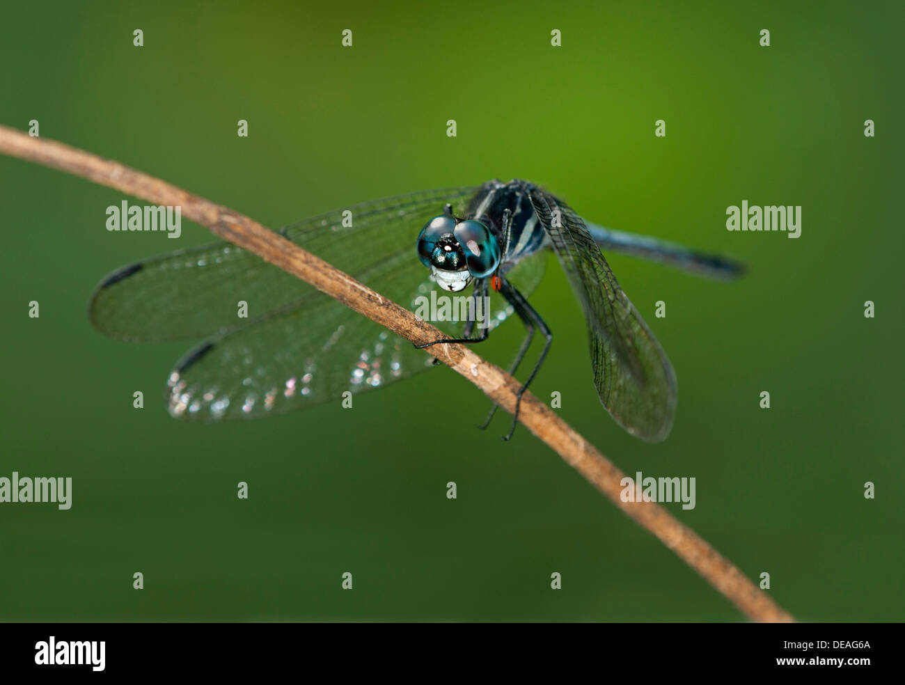 Tropical dragonfly Dythemis multipunctata, Tiputini rain forest, Yasuni ...