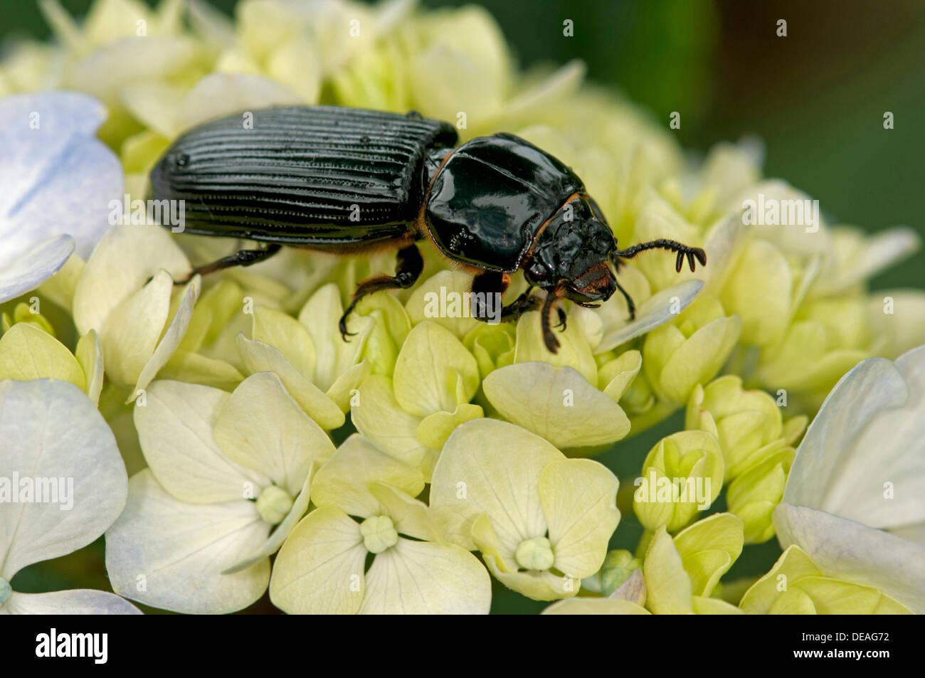 Bessbug (Passalidae), Tandayapa region, Andean cloud forest, Ecuador ...