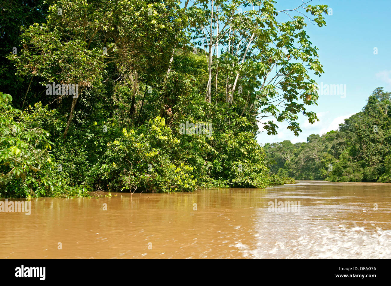 Rainforest, vegetation along the Tiputini river, Yasuni National Park ...