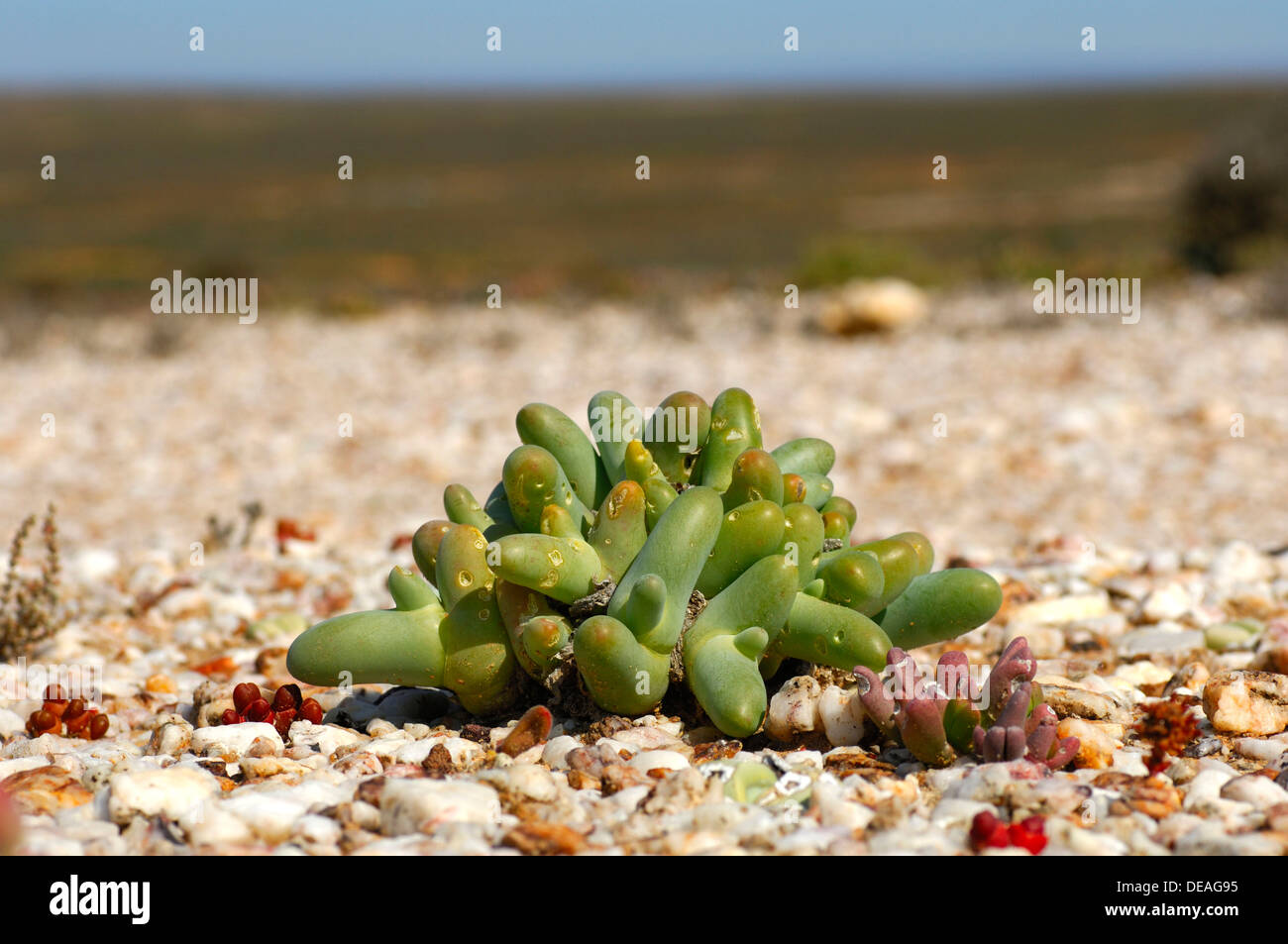 Dead man fingers dactylopsis digitata hi-res stock photography and ...