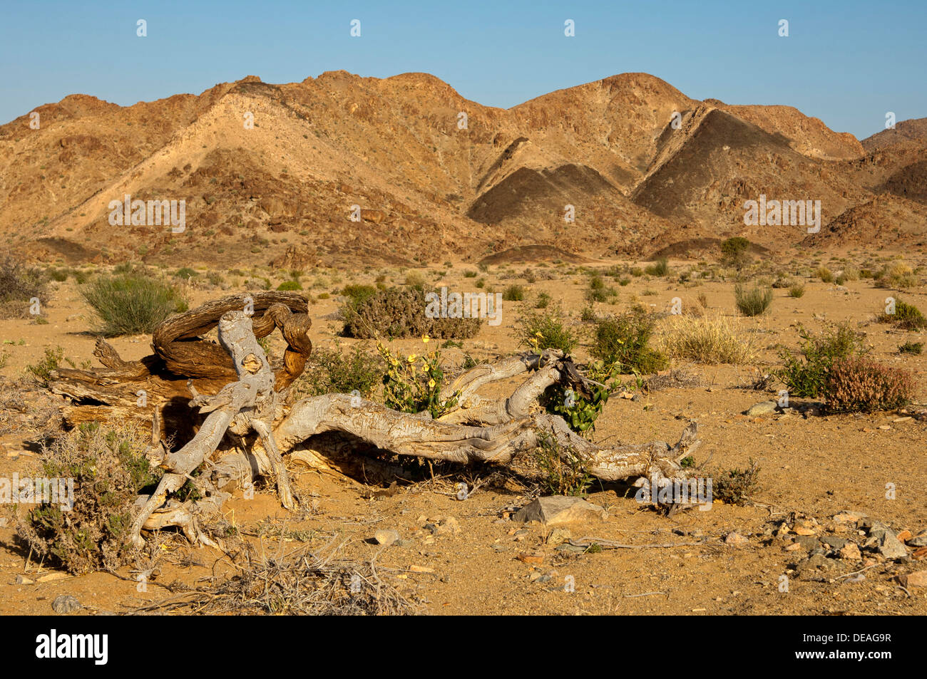 Dead Shepherds tree (Boscia) is located in the mountainous, desert-like ...