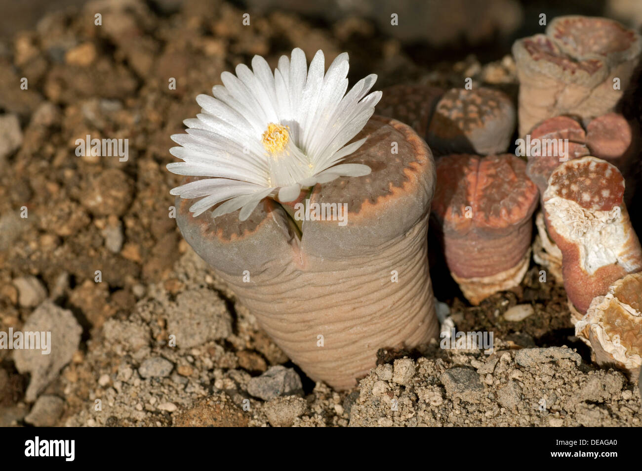 Blooming Lithops hallii, Living Stone, Mesmbryanthemaceae Stock Photo ...