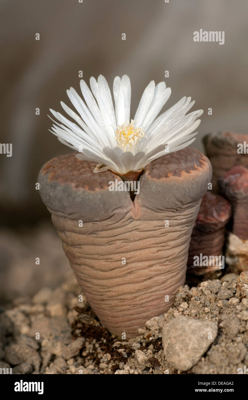 Blooming Lithops hallii, Living Stone, Mesmbryanthemaceae Stock Photo ...