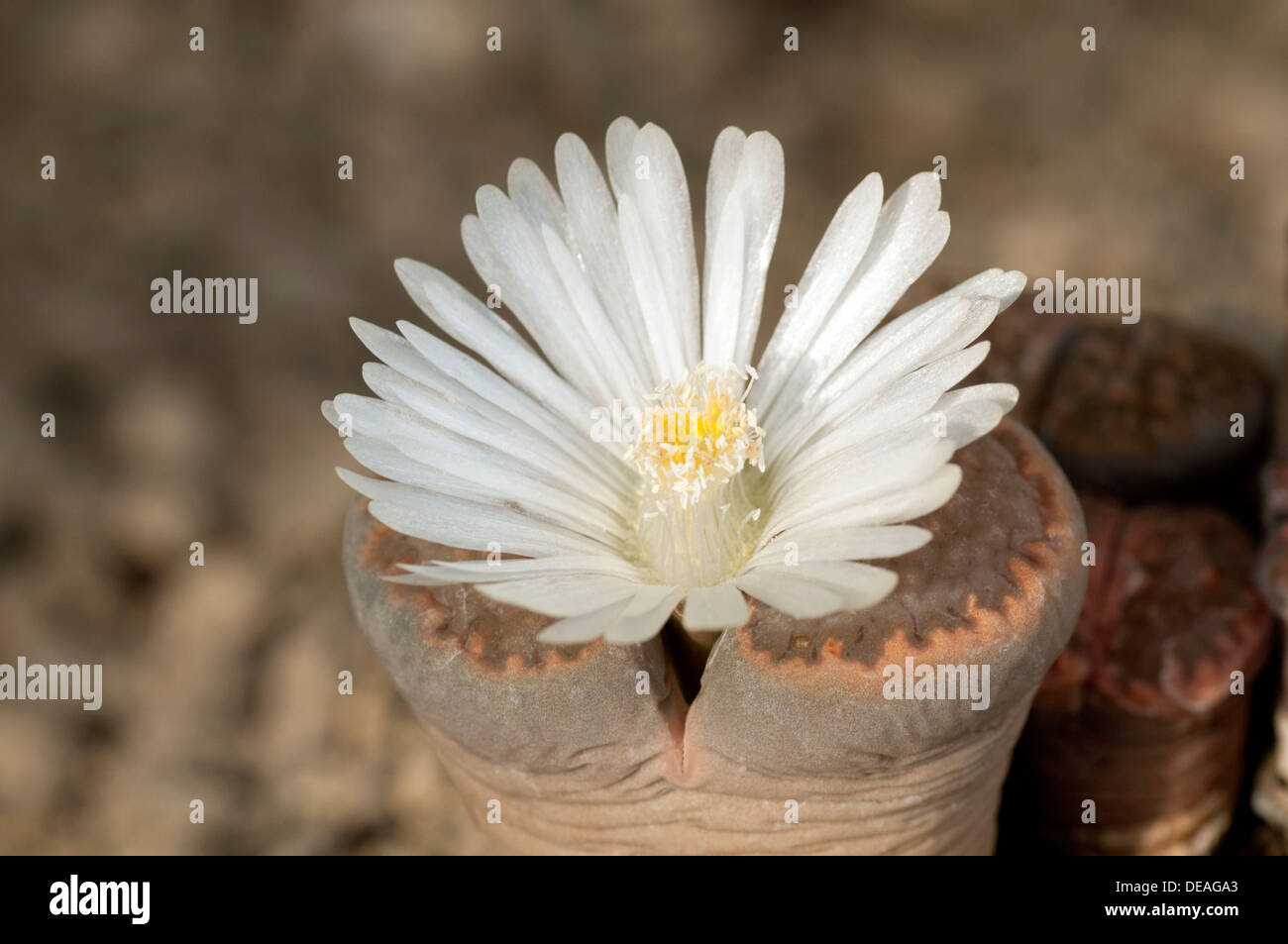 Blooming Lithops hallii, Living Stone, Mesmbryanthemaceae Stock Photo ...