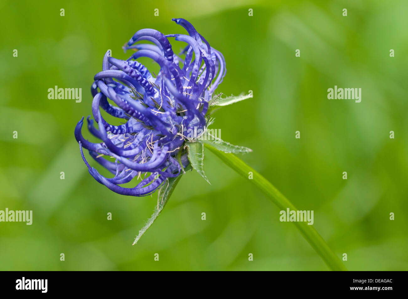 Round headed rampions hi-res stock photography and images - Alamy