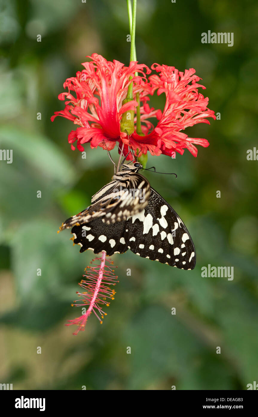 Emperor swallowtail hi-res stock photography and images - Alamy