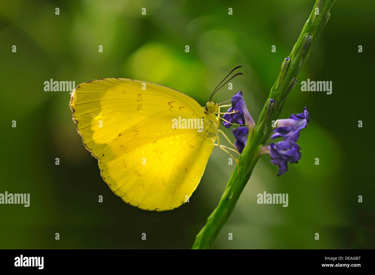 Pomona hi-res stock photography and images - Alamy