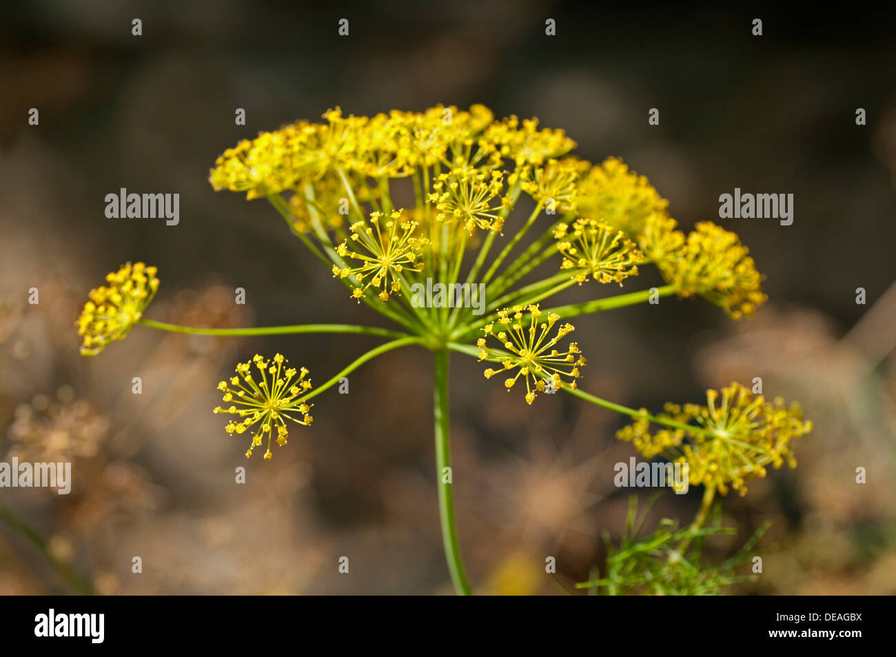 Inflorescence of Dill (Anethum graveolens Stock Photo - Alamy