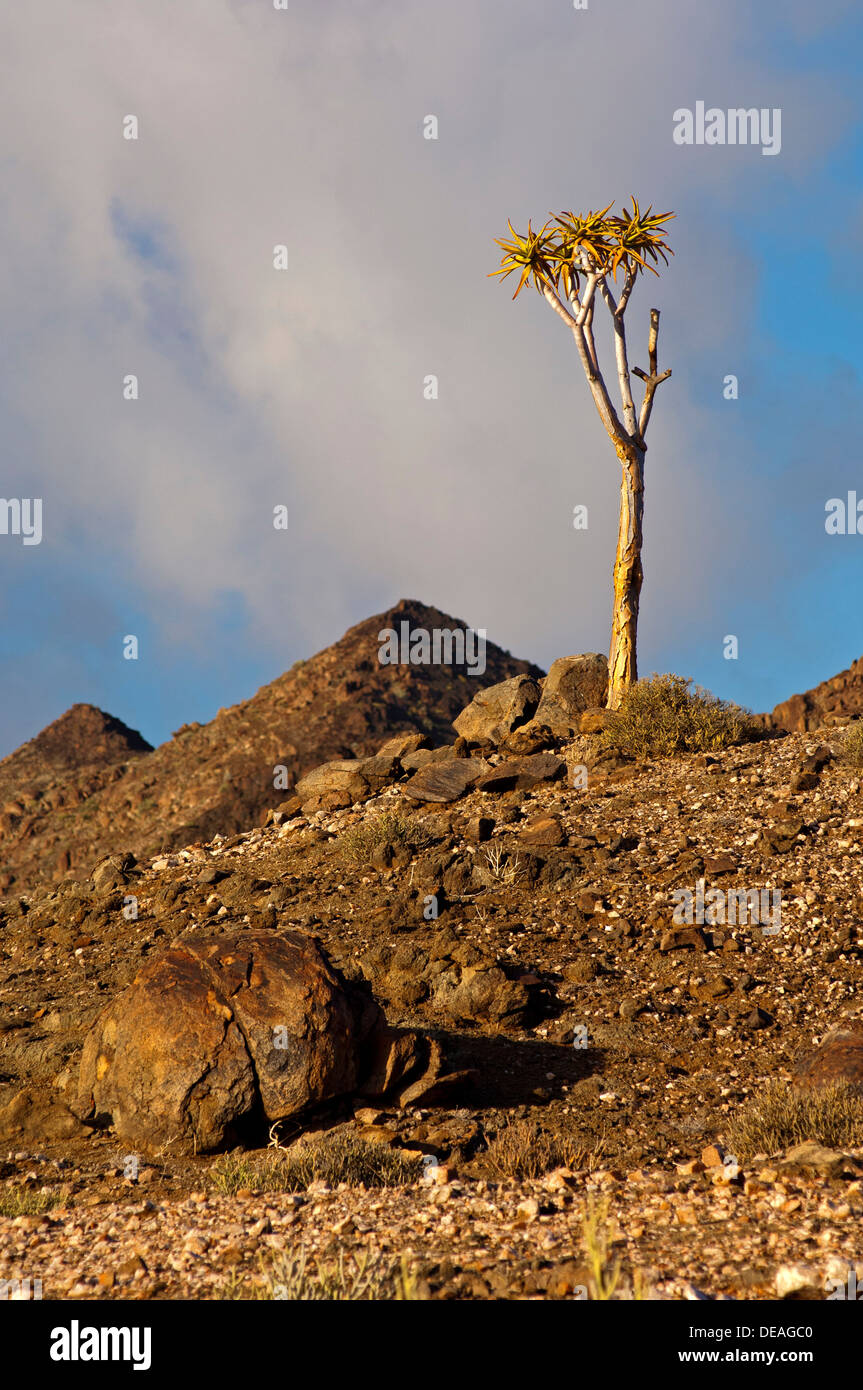 Giant Quiver Tree (Aloe pillansii), Richtersveld National Park, South ...