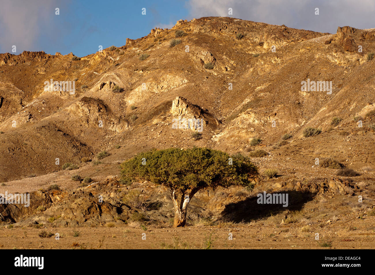 Witgatboom, Matoppie, Shepherd's Tree (Boscia albitrunca), Richtersveld ...