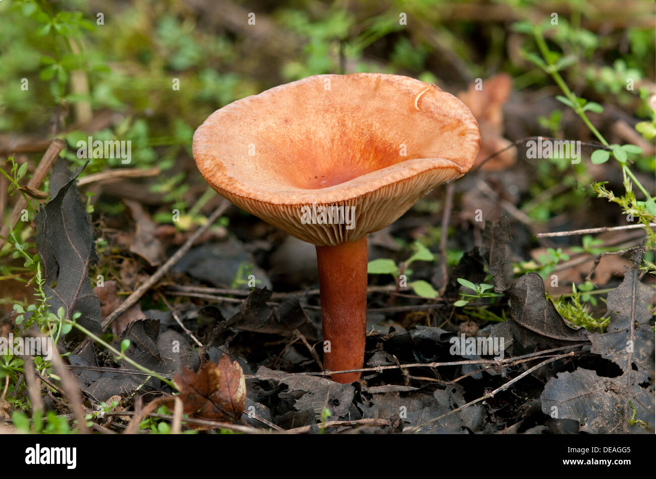 Liver milkcap lactarius hepaticus hi-res stock photography and images ...