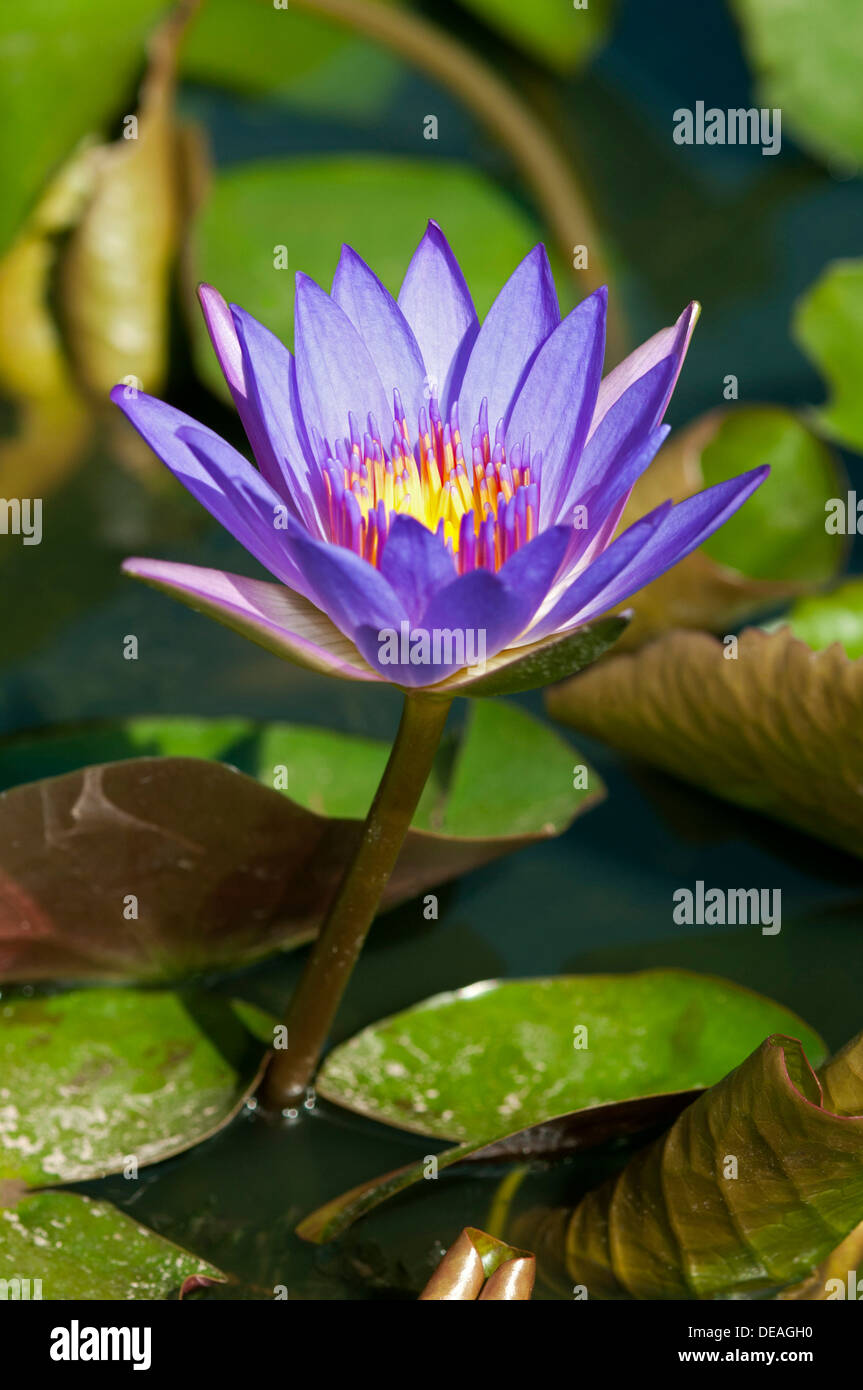 Blue Egyptian Water Lily or Sacred Blue Lily (Nymphaea caerulea), Phnom ...