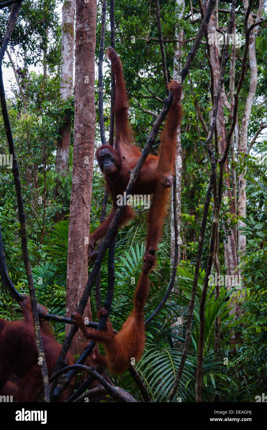 Orangutan foot hi-res stock photography and images - Alamy