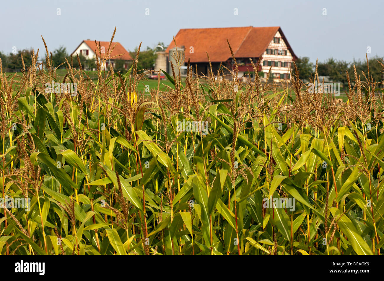 Suisse switzerland true grasses true grass zea mays zurich canton hi ...