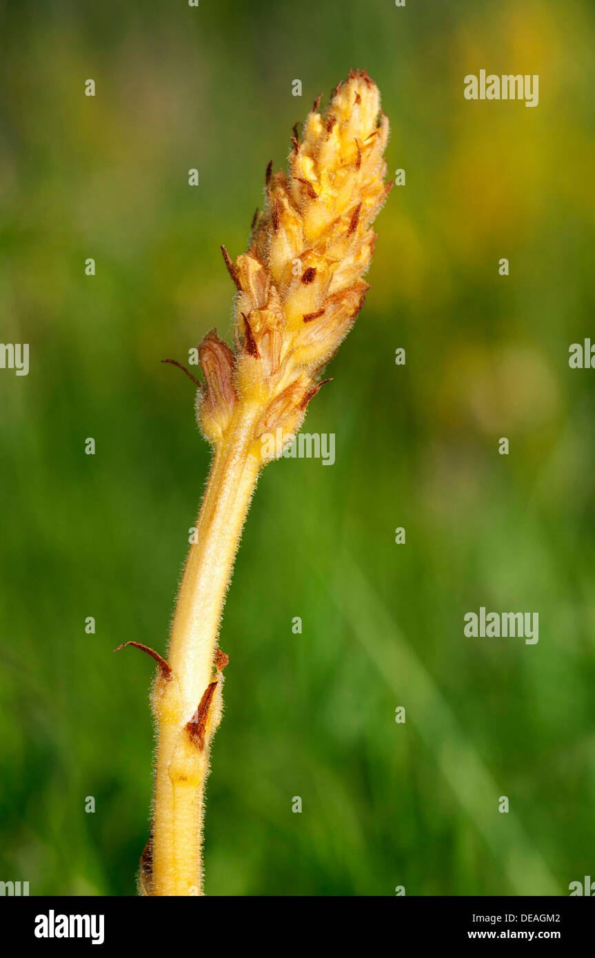 Knapweed Broomrape or Tall Broomrape (Orobanche elatior), Kaiserstuhl ...