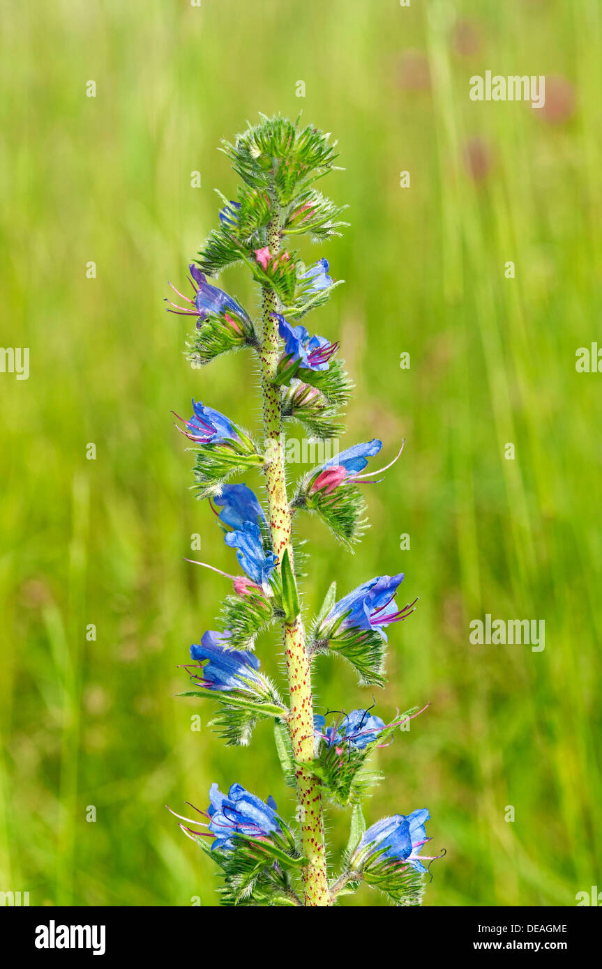 Inflorescence of Viper's Bugloss or Blueweed (Echium vulgare ...