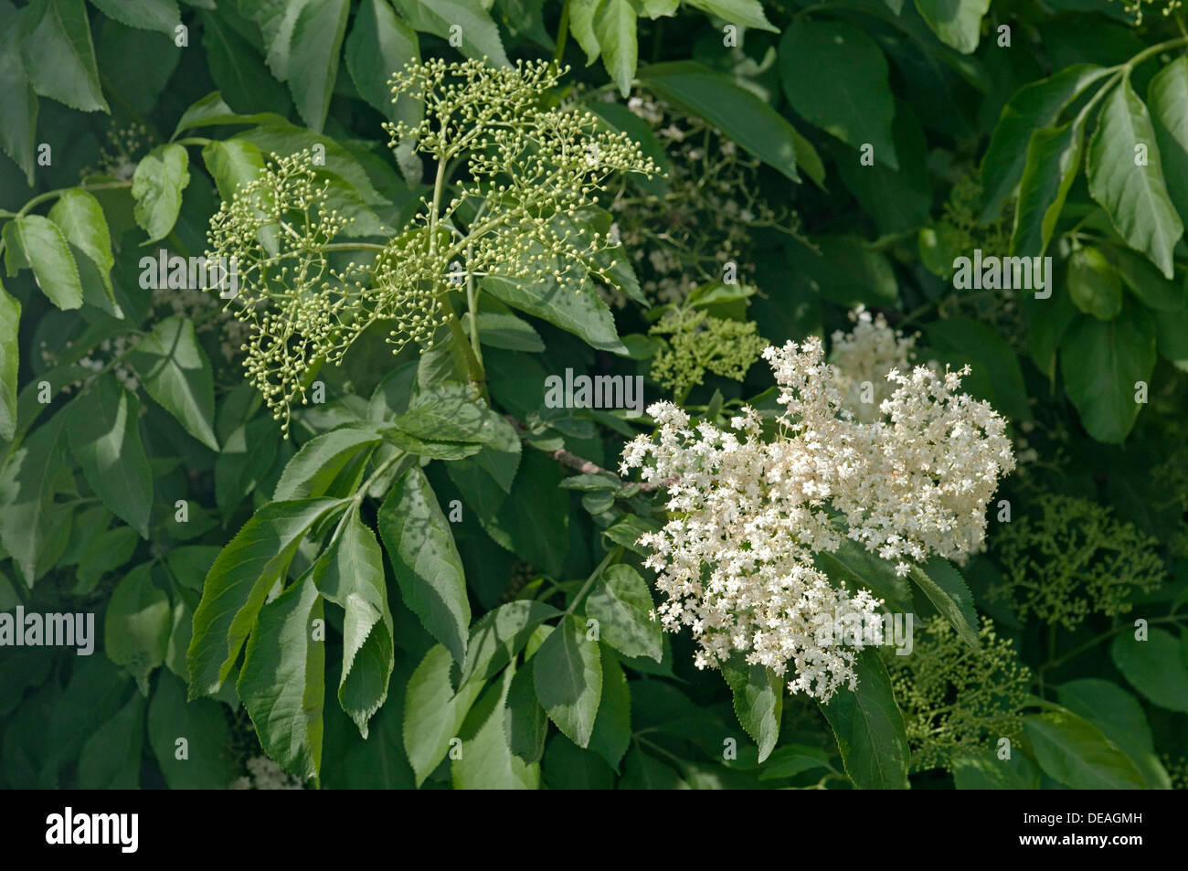 Inflorescence of Black Elder or Elderberry (Sambucus nigra ...