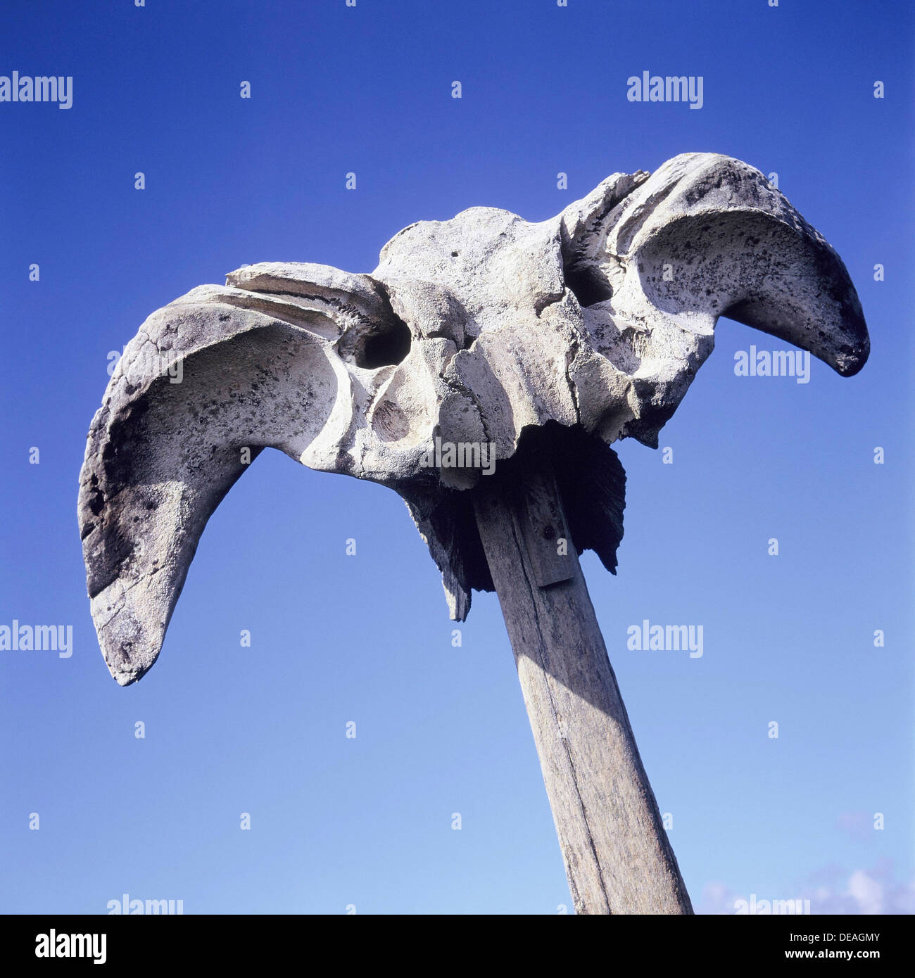 Colin bone hi-res stock photography and images - Alamy