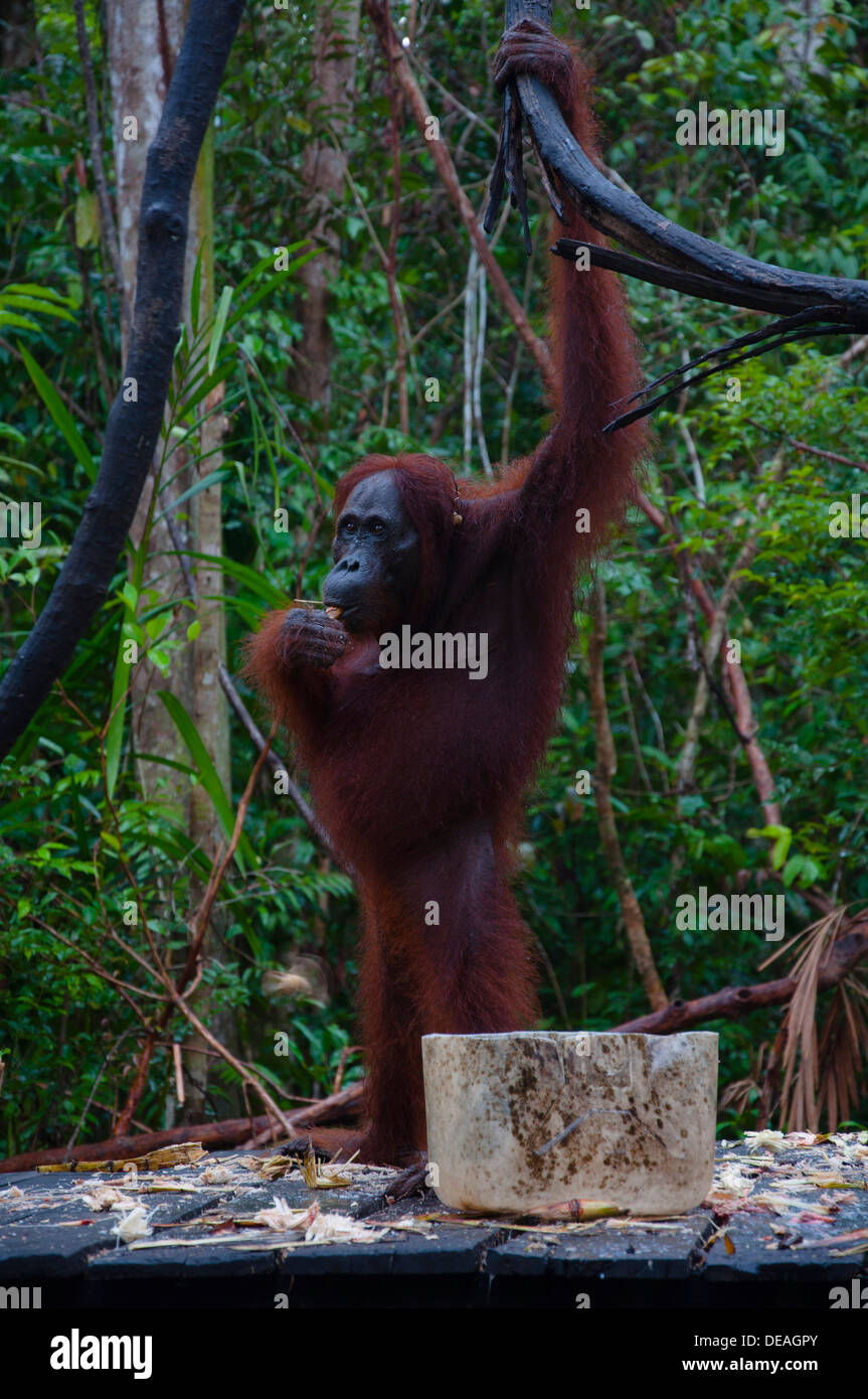 Orangutan standing hi-res stock photography and images - Alamy