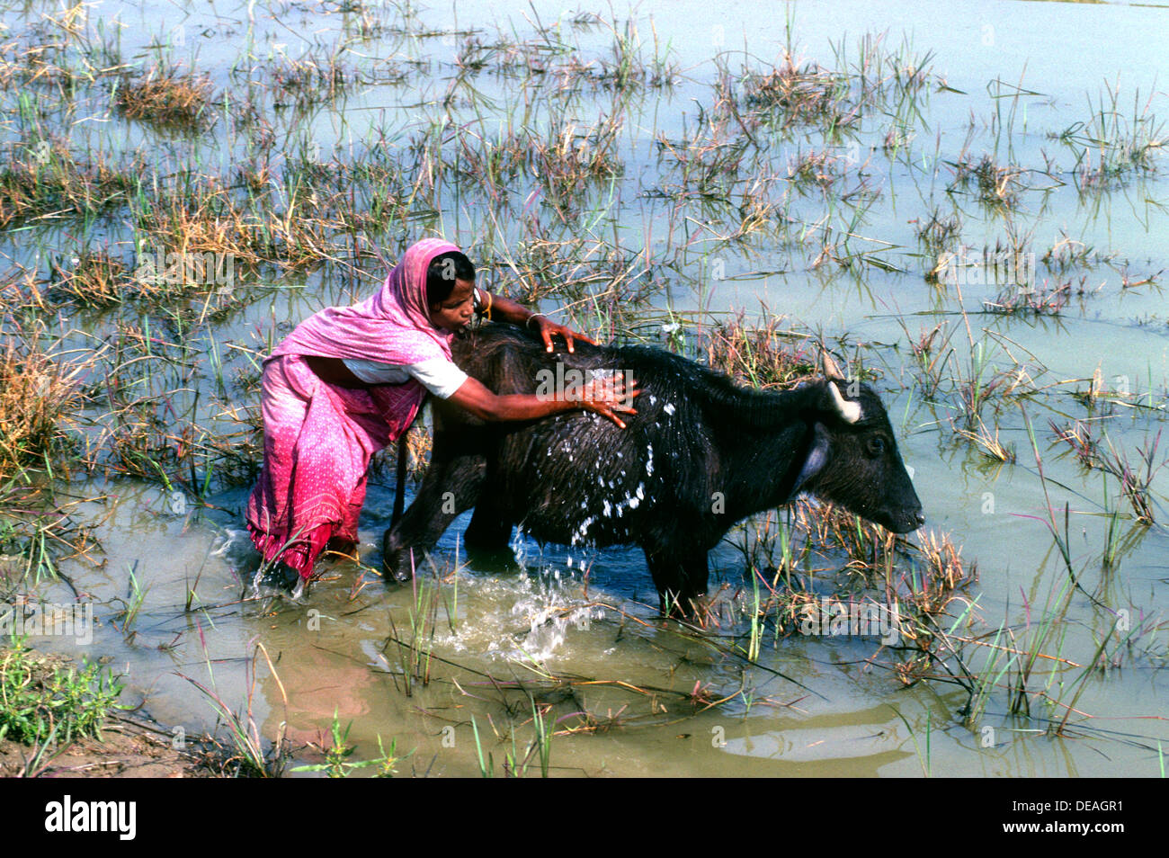 Woman washing calf in Ganges Patna Bihar India Stock Photo - Alamy
