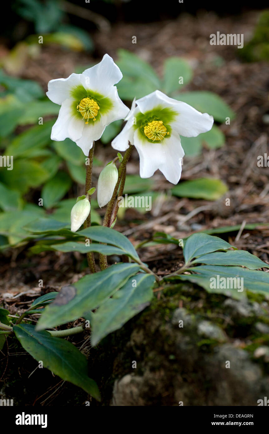 Christmas roses hi-res stock photography and images - Alamy