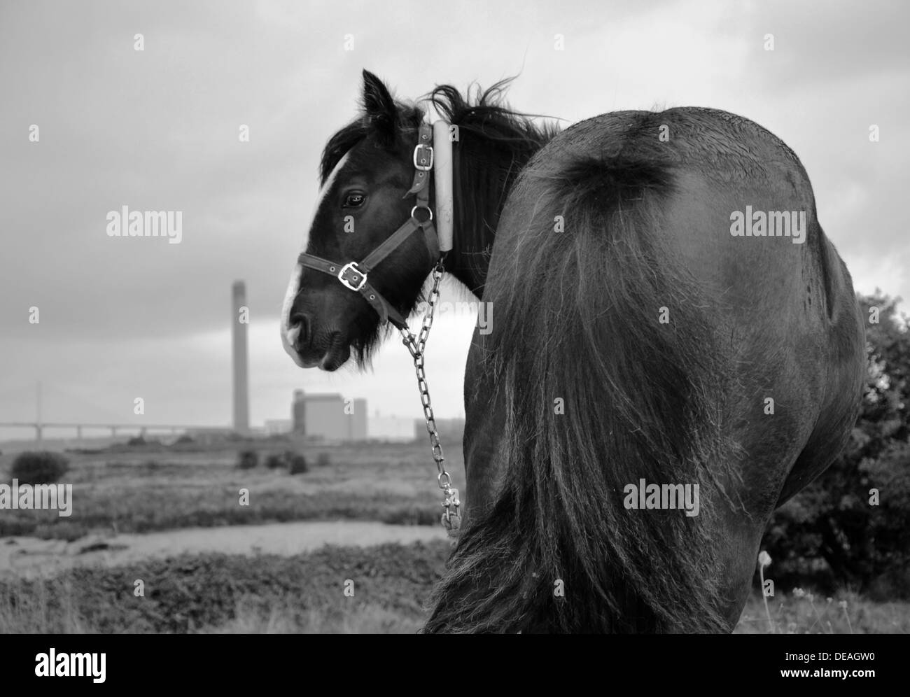 The horse on the saltings of Erith Kent, england Stock Photo - Alamy