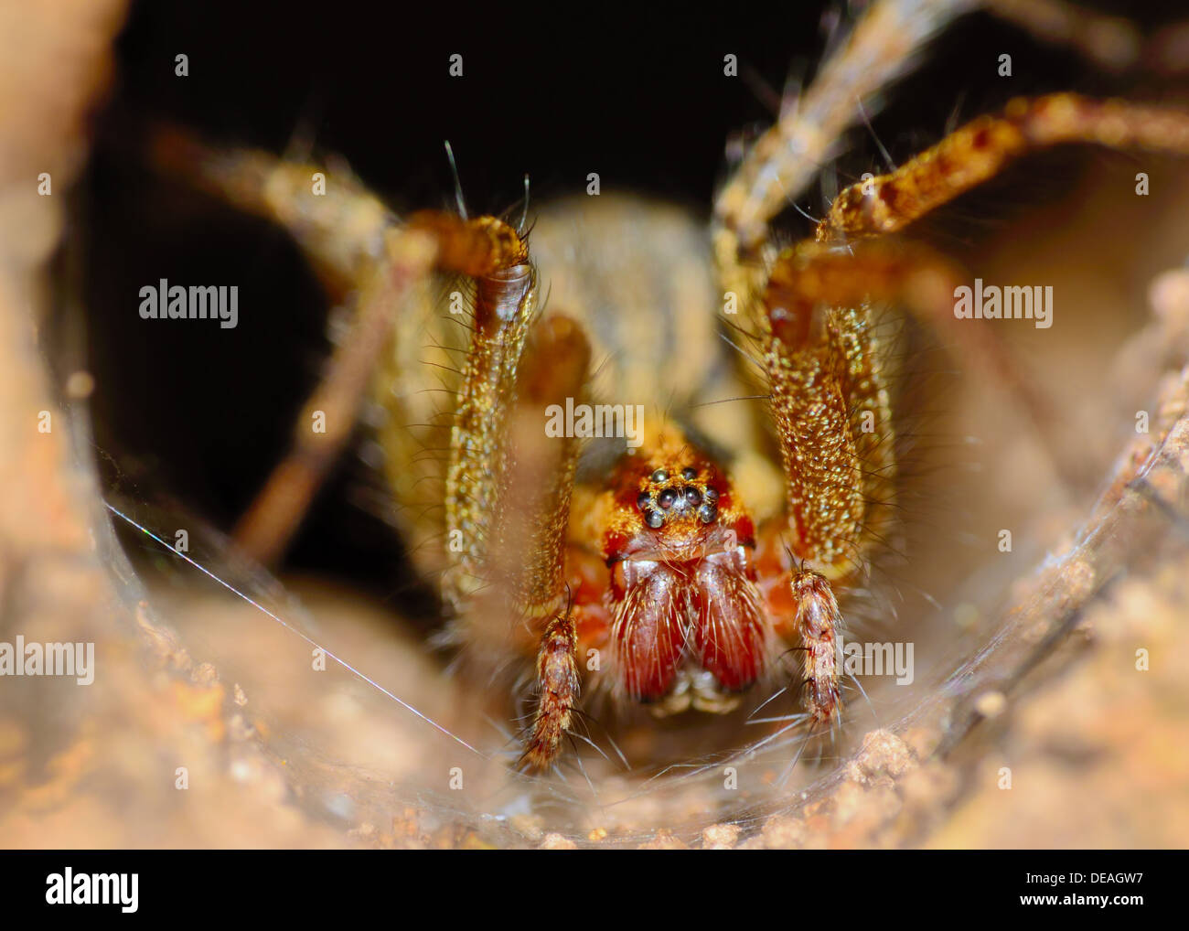 Macro wildlife hi-res stock photography and images - Alamy