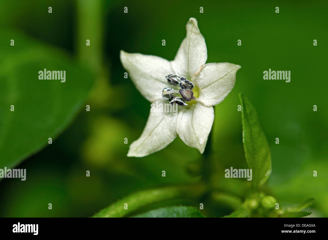 Chili flower (Capsicum sp.), Geneva, Canton of Geneva, Switzerland ...
