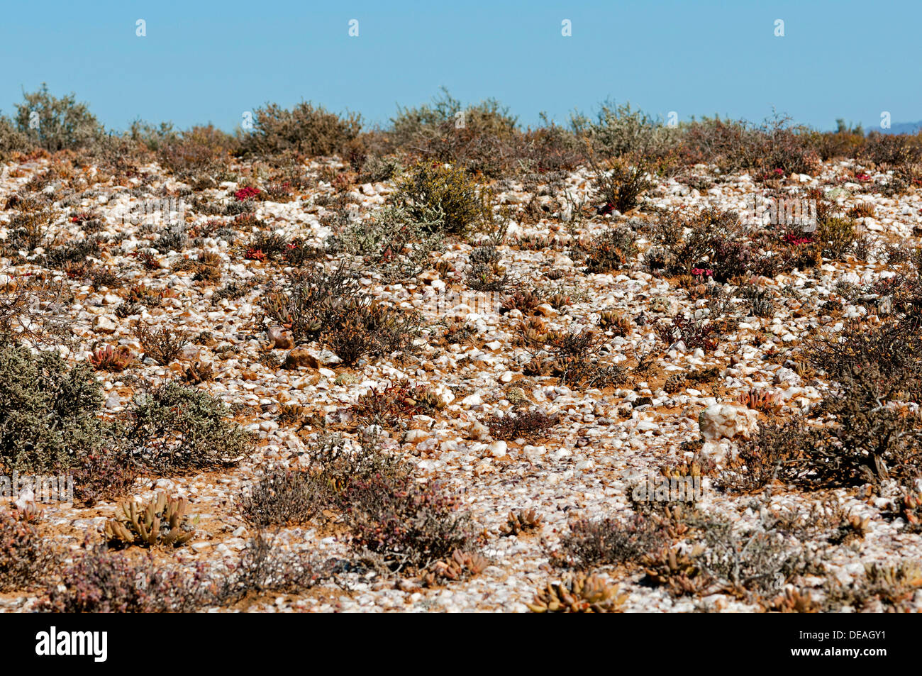 Quartz pebble field, Knersvlakte, near Vanrhynsdorp, Knersvlakte, South ...